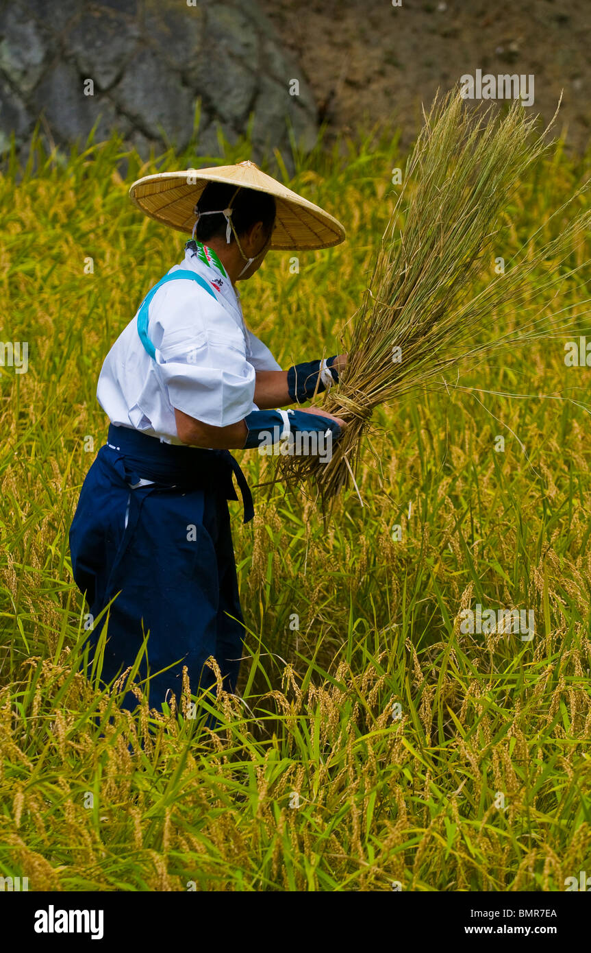 Rice harvest ceremony in Kyoto Japan Stock Photo - Alamy
