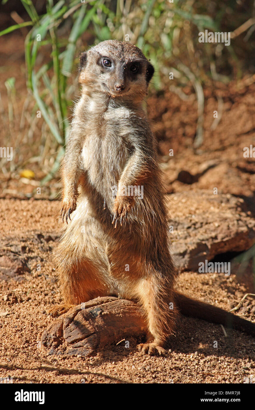 MEERKATS RESTING AND STANDING GUARD IN THE DIRT Stock Photo - Alamy