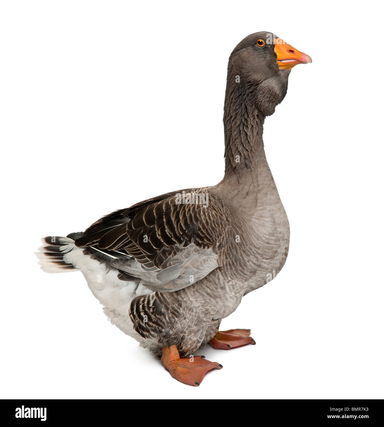 Toulouse goose in front of white background, studio shot Stock Photo ...