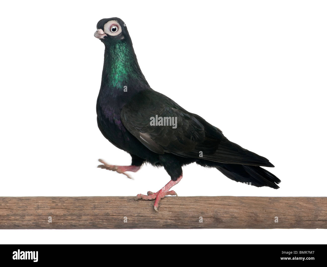 Highflier pigeon hi-res stock photography and images - Alamy