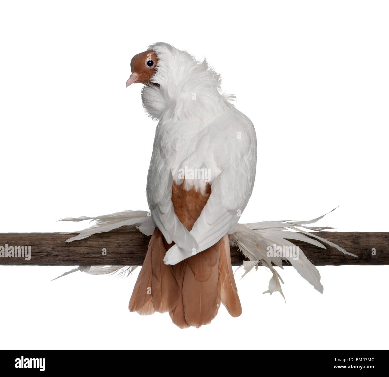 Bird feet pigeon High Resolution Stock Photography and Images - Alamy