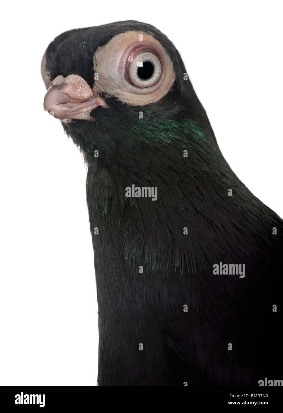 Highflier pigeon hi-res stock photography and images - Alamy