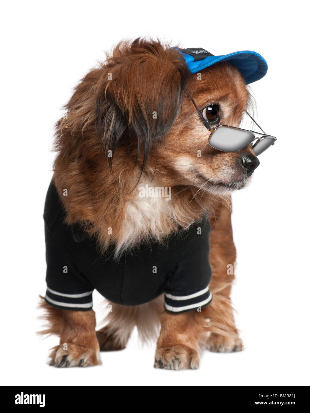 Crossbreed dog in clothes and glasses standing in front of white ...