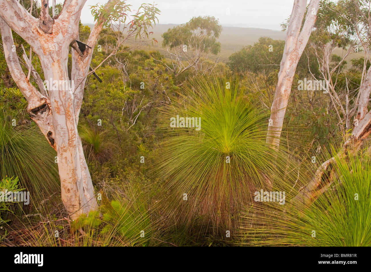 Scribbly Gums & Grass Trees, Mt. Tempest Track, Moreton Island ...