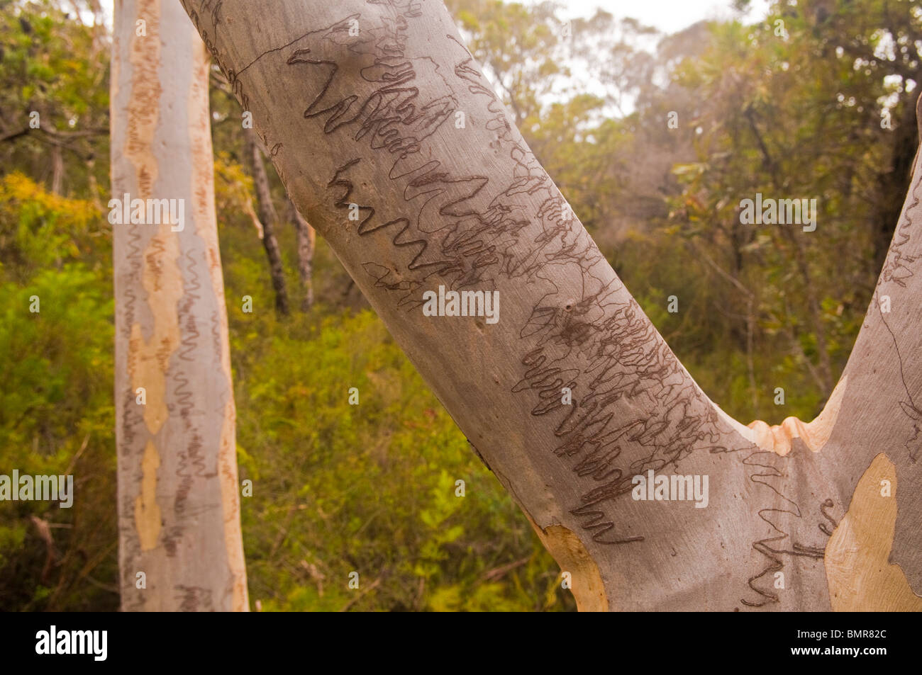 Scribbly Gums & Grass Trees, Mt. Tempest Track, Moreton Island ...