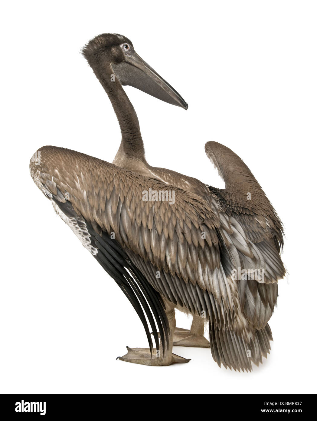 Old pelican hi-res stock photography and images - Alamy
