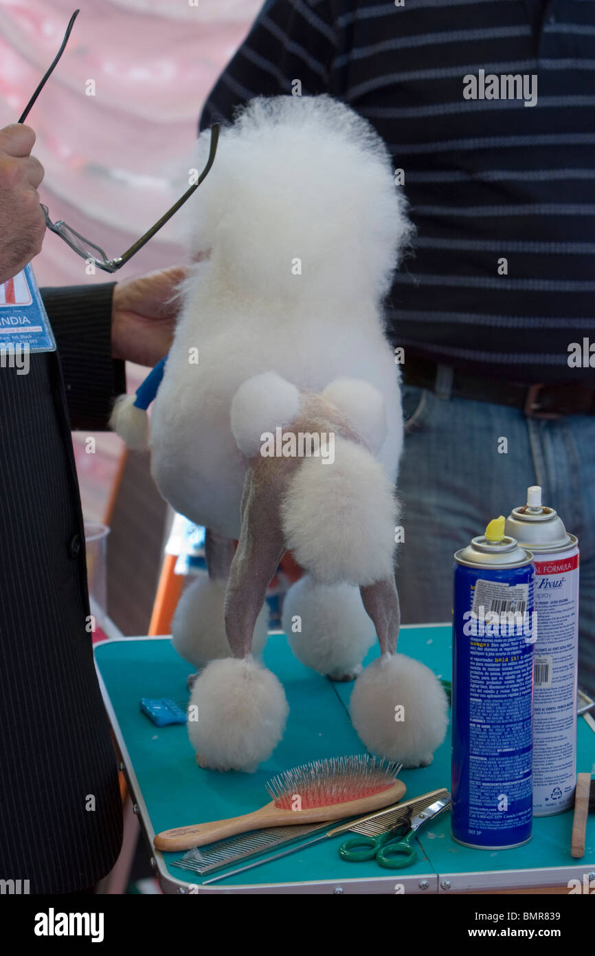 A dog groomer grooming a Poodle Stock Photo - Alamy