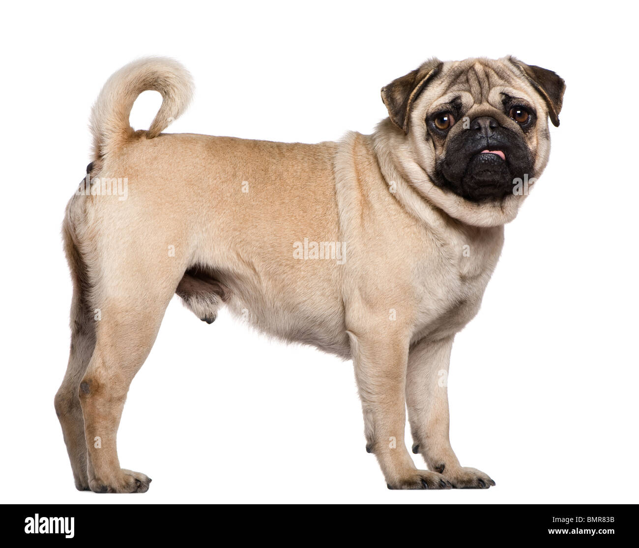 Do All Pugs Have Curly Tails