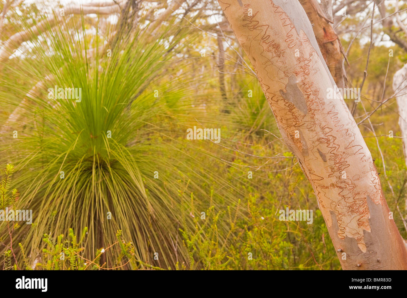 Scribbly Gums & Grass Trees, Telegraph Track, Moreton Island ...