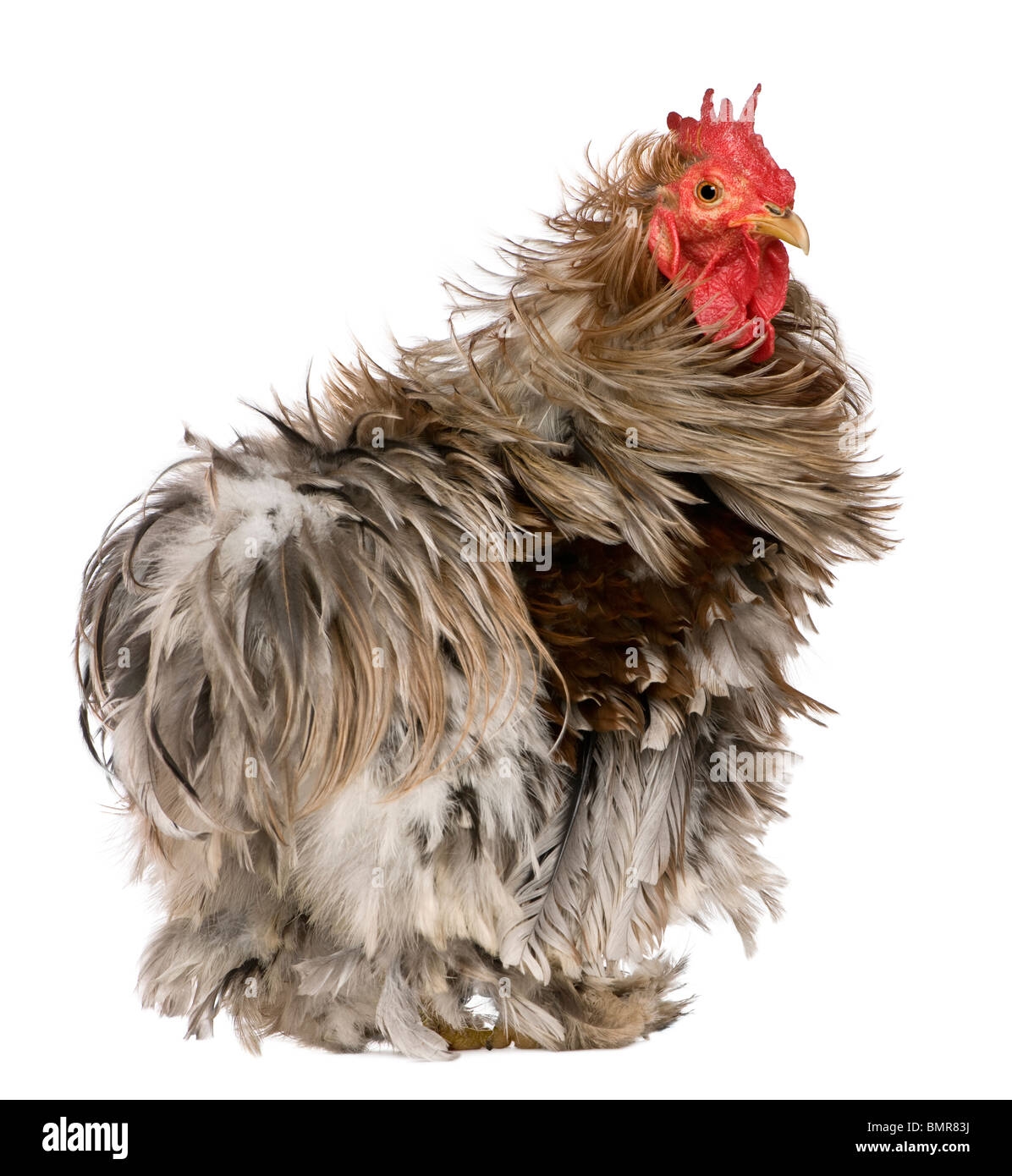 Curly Feathered Rooster Pekin, 1 year old, standing against white ...