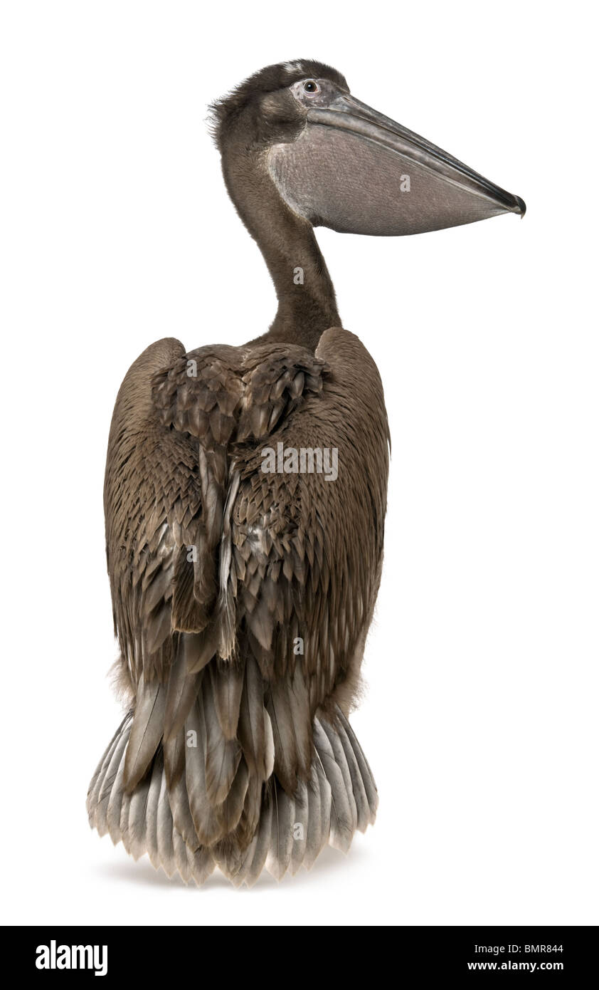 Side view pelican hi-res stock photography and images - Alamy