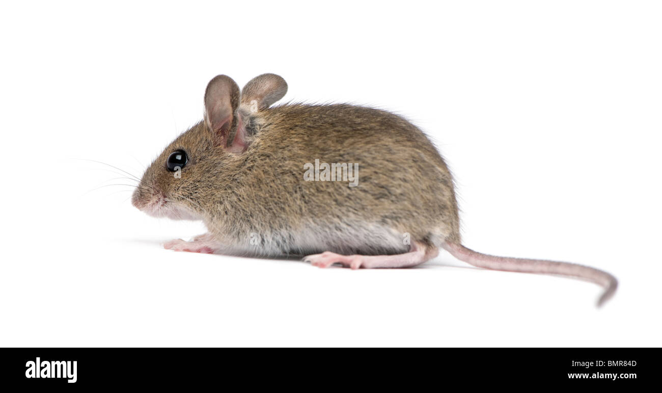 Mouse hi-res stock photography and images - Alamy
