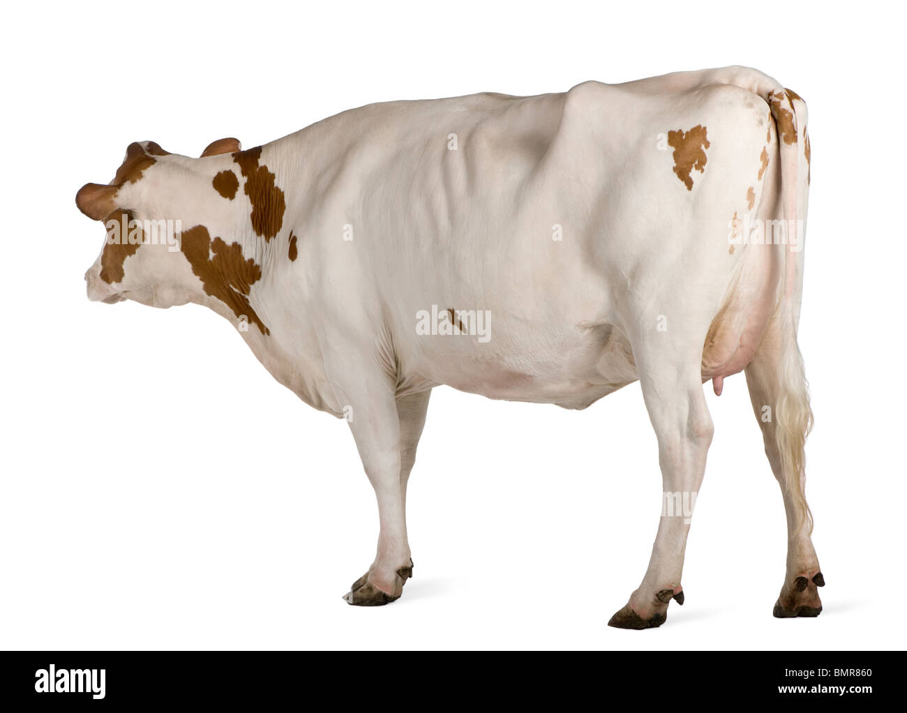 Holstein cow, 4 years old, standing against white background Stock ...