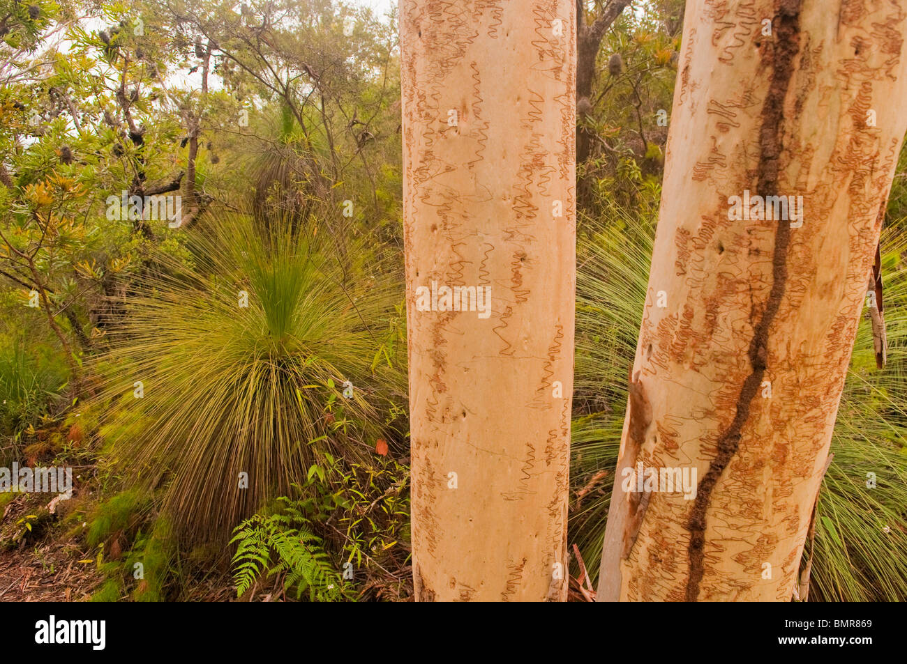 Scribbly Gums & Grass Trees, Mt. Tempest Track, Moreton Island ...