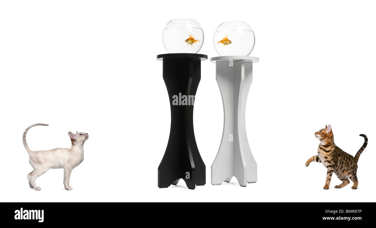 Cats looking at a fish in an aquarium on a stand Stock Photo - Alamy