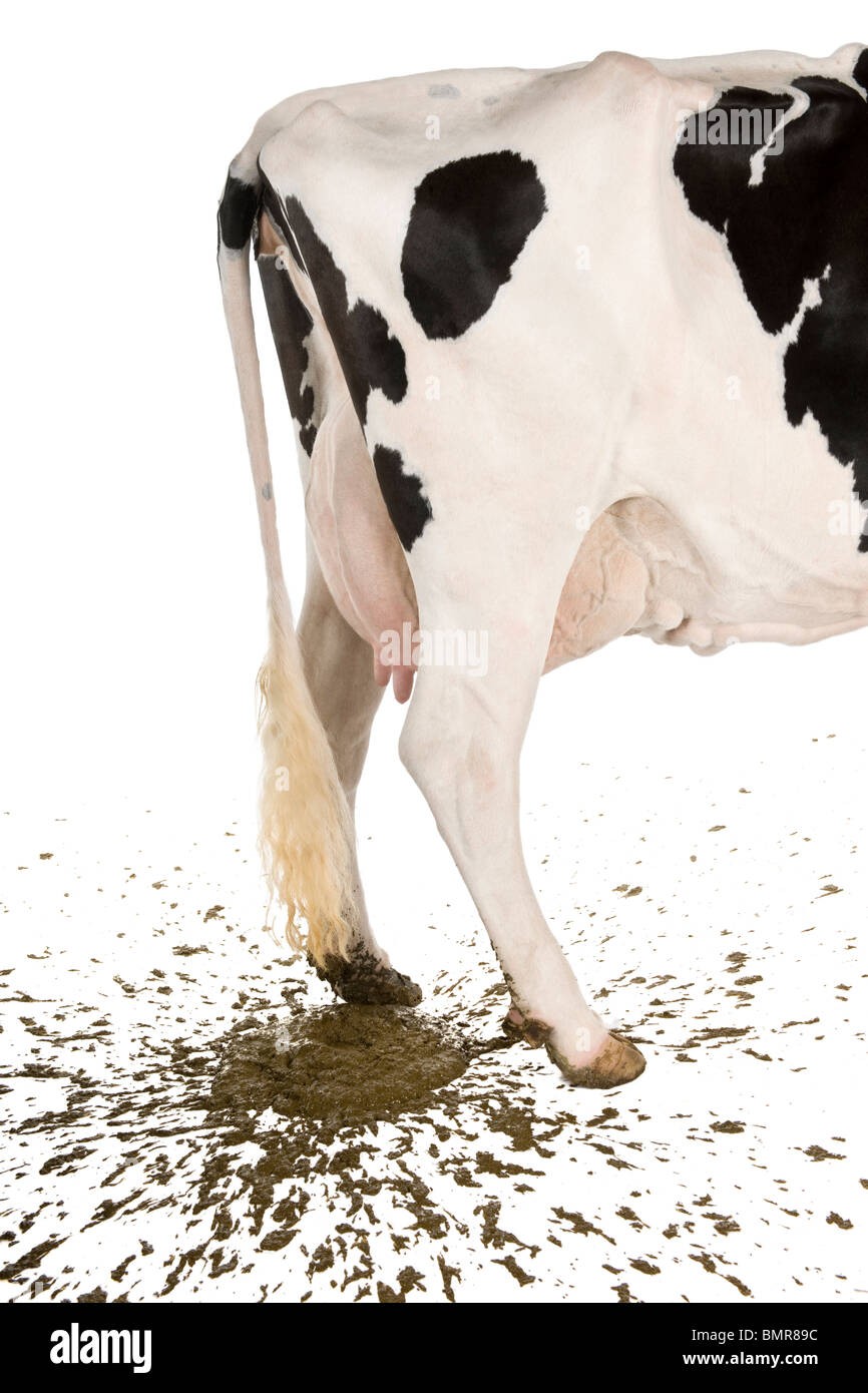Holstein cow, 5 years old, defecating against white background Stock ...