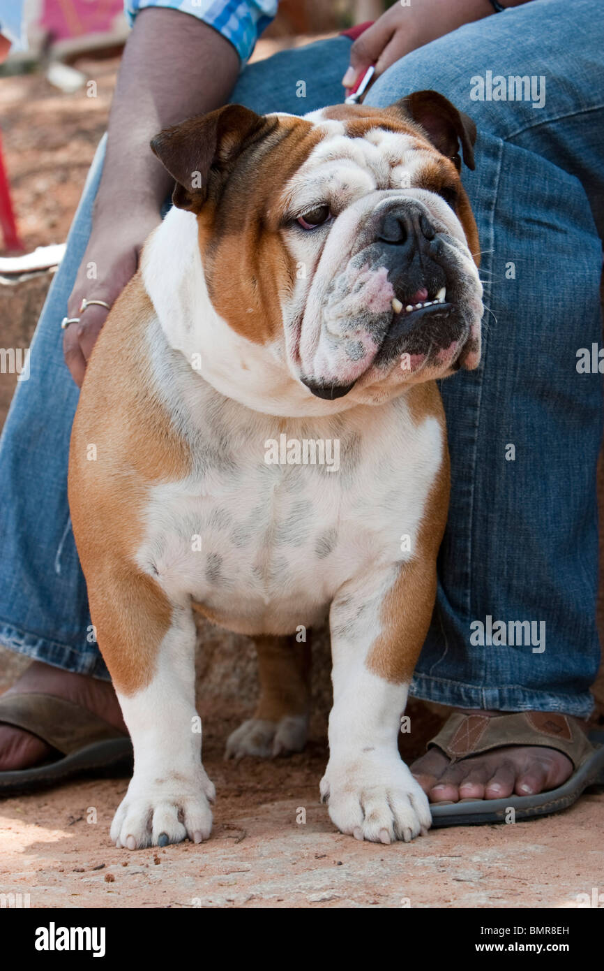 An English Bulldog at the Bangalore dog show Stock Photo - Alamy