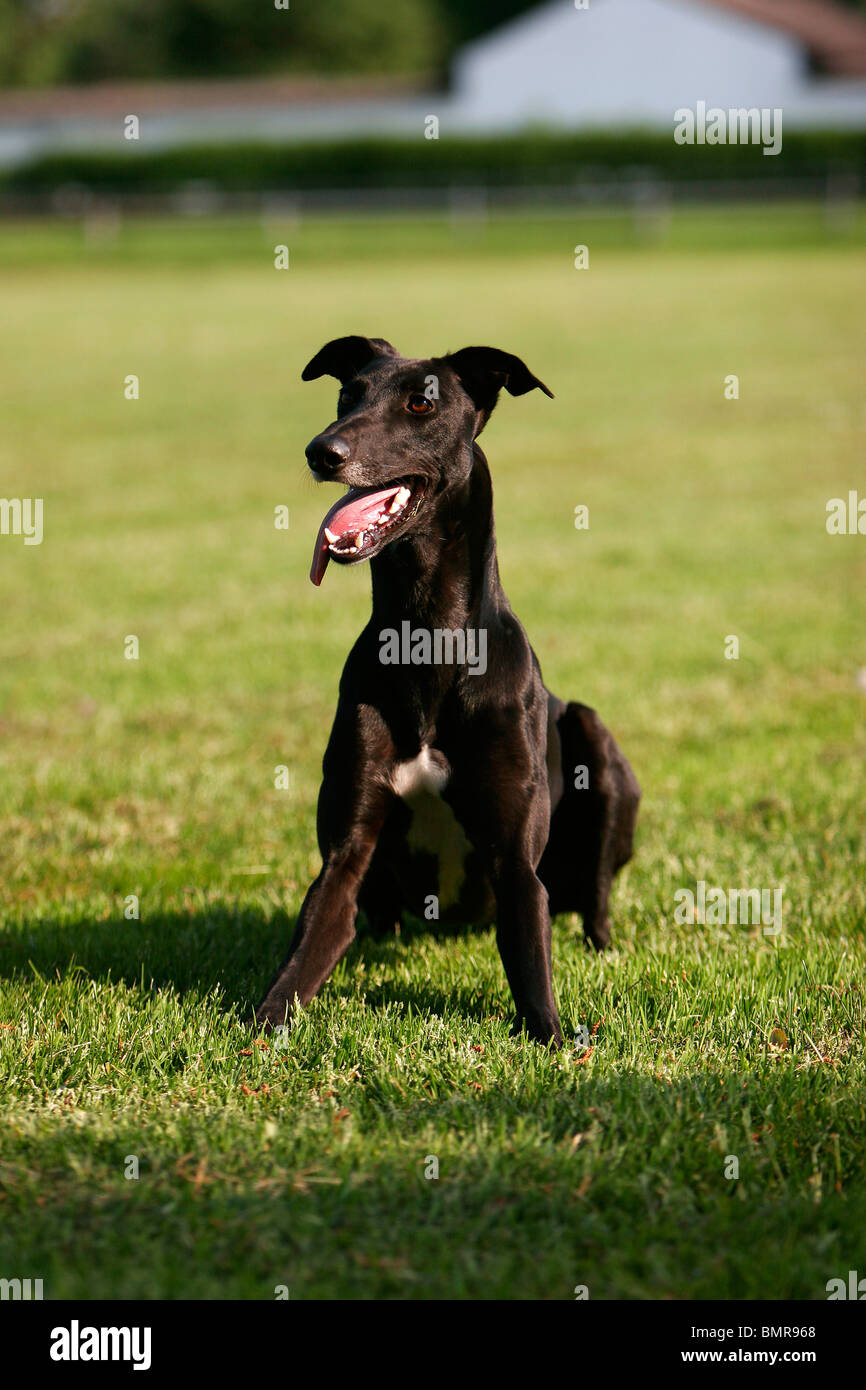 sitting Galgo Espanol Stock Photo - Alamy