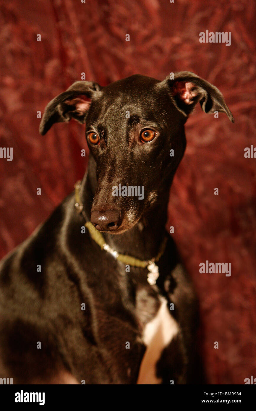 Galgo Espanol Portrait Stock Photo - Alamy