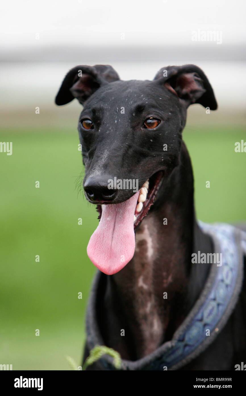 Smooth galgo hi-res stock photography and images - Alamy