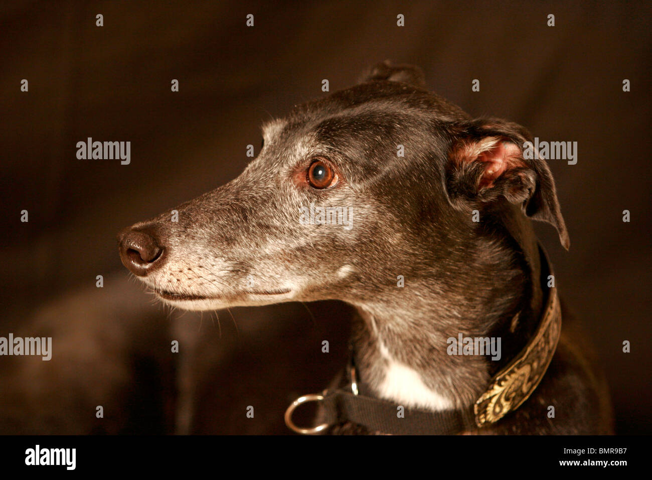Side portrait of greyhound hi-res stock photography and images - Alamy