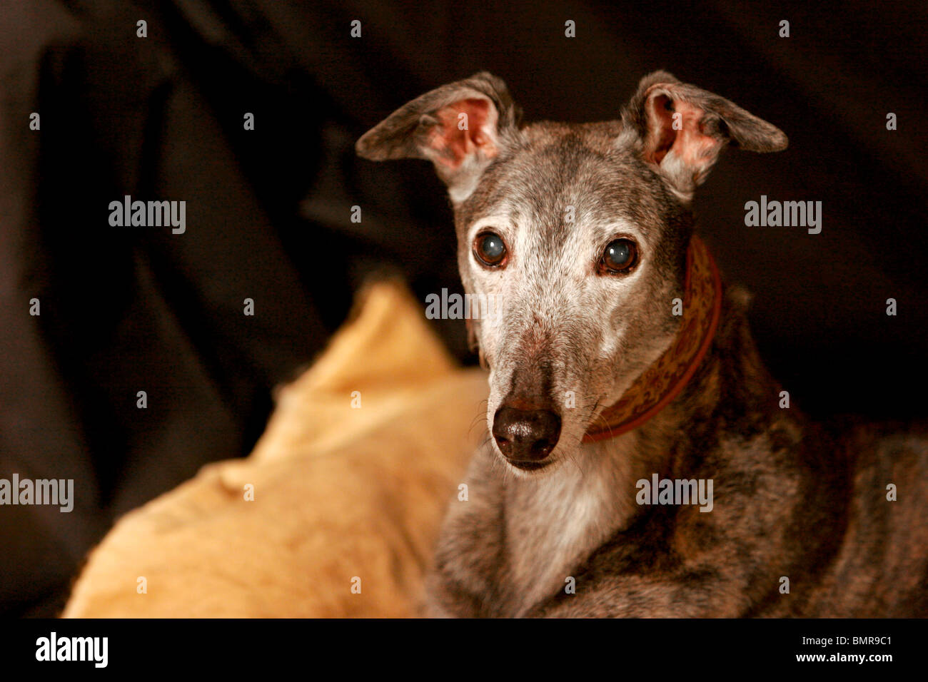 Old greyhound hi-res stock photography and images - Alamy