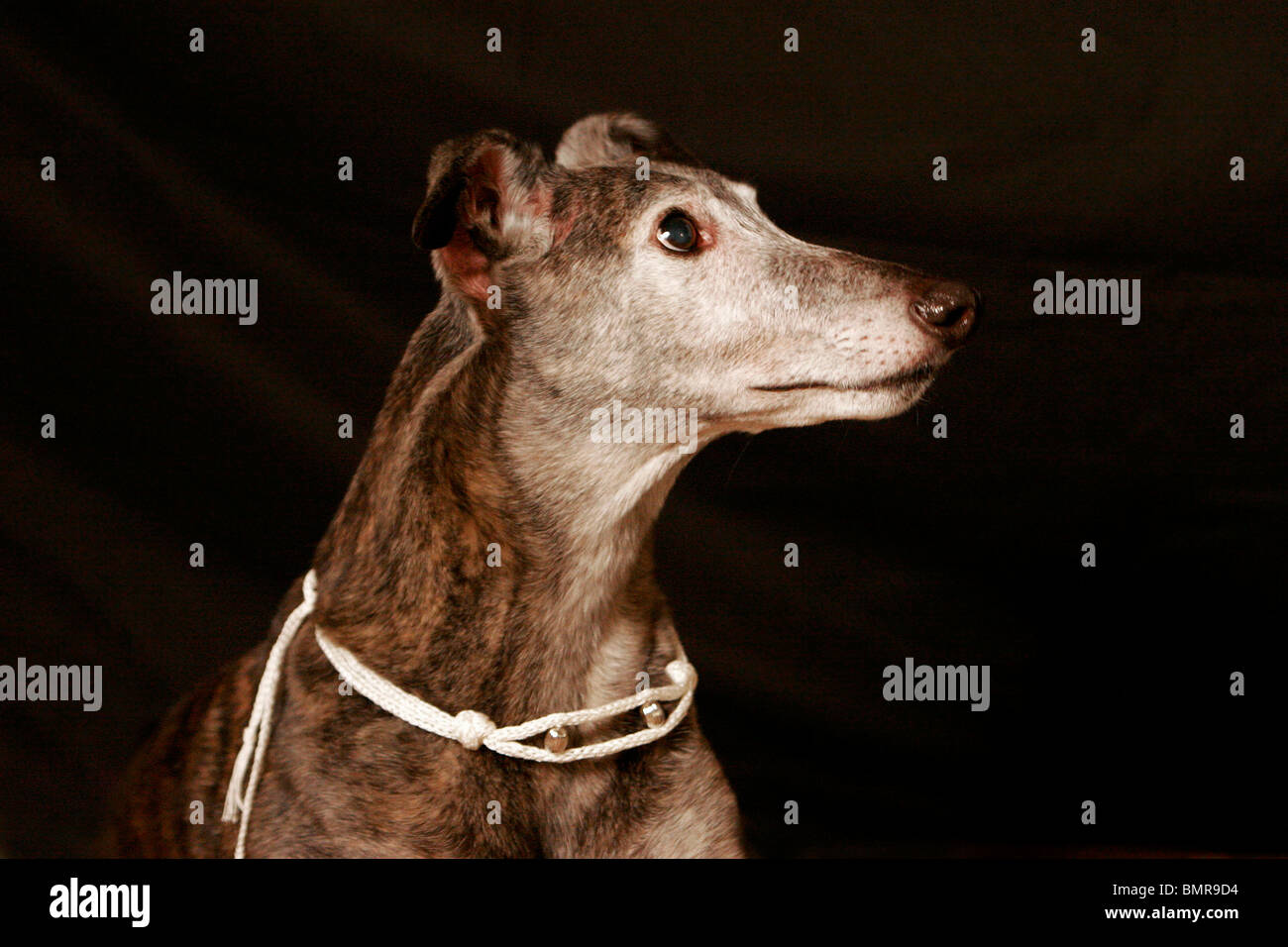 Old greyhound hi-res stock photography and images - Alamy