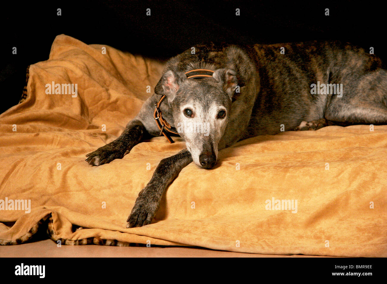 Laying greyhound hi-res stock photography and images - Alamy