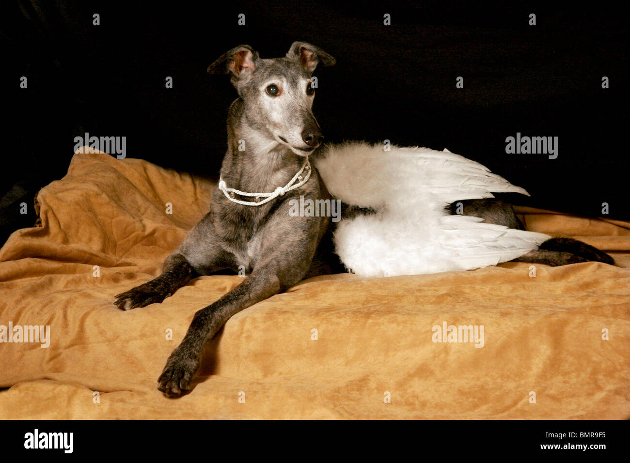 Dog Angel Wings High Resolution Stock Photography and Images - Alamy