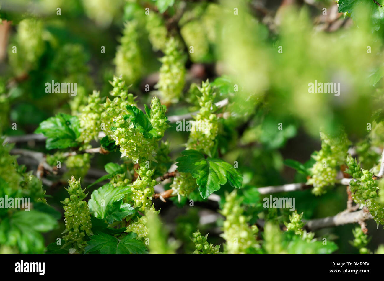 Ribes alpinum Mountain currant male flowers flowering plant deciduous ...