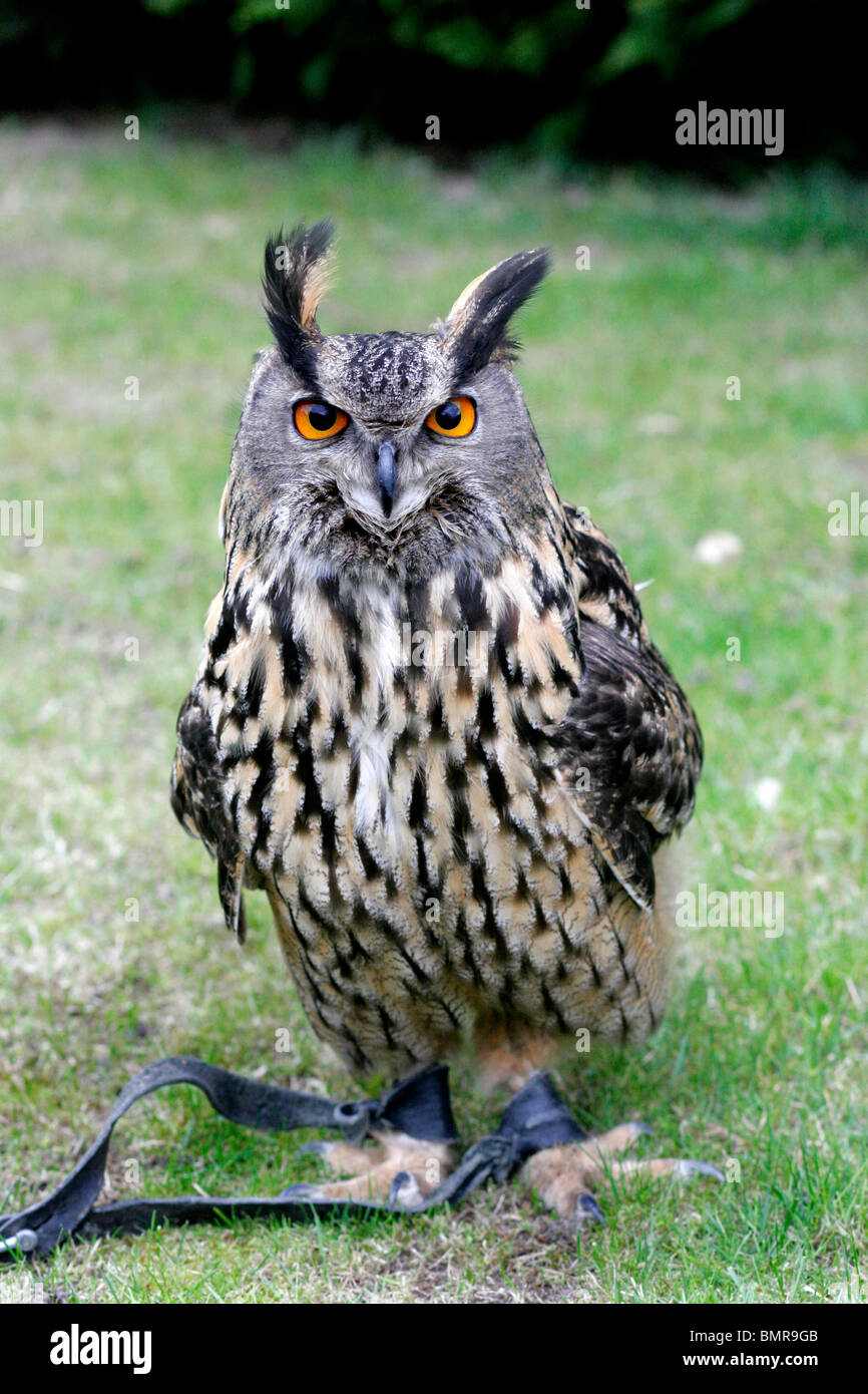 Raptorial owls raptorial birds hi-res stock photography and images - Alamy