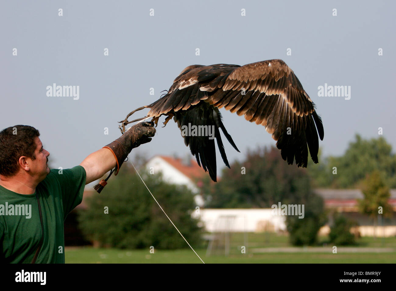 Eagles flying flapping hi-res stock photography and images - Alamy