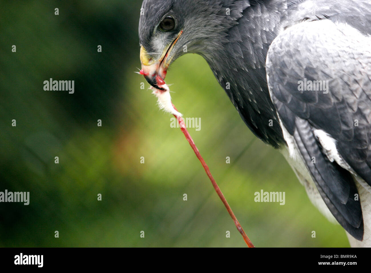 Buzzards eating hi-res stock photography and images - Alamy