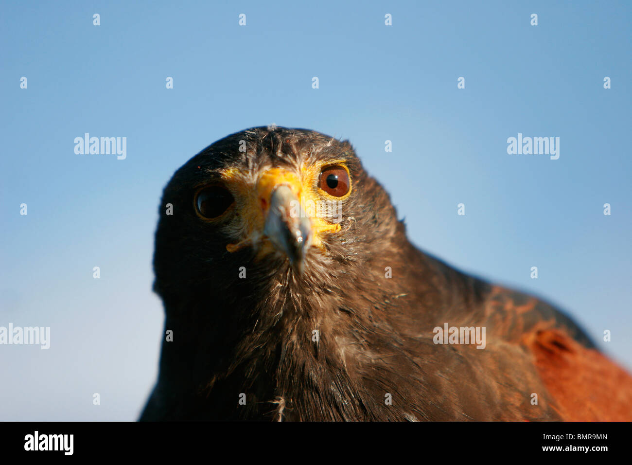 Harris hawks hi-res stock photography and images - Alamy