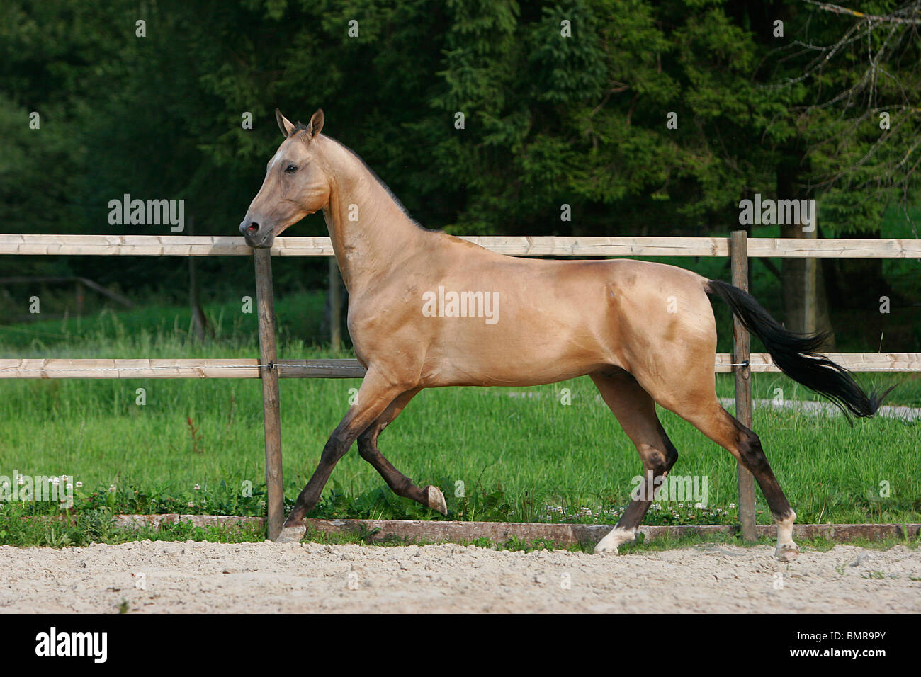 Achal teke horse stallion hi-res stock photography and images - Alamy