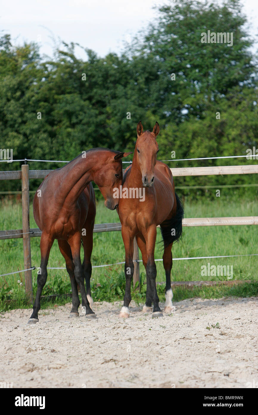 Akhal teke horses hi-res stock photography and images - Alamy