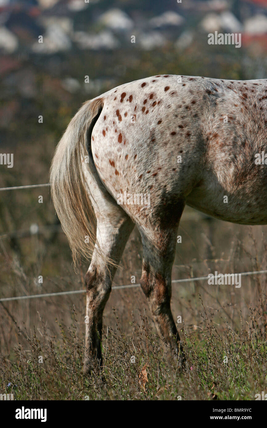Horse spotted coat hi-res stock photography and images - Alamy