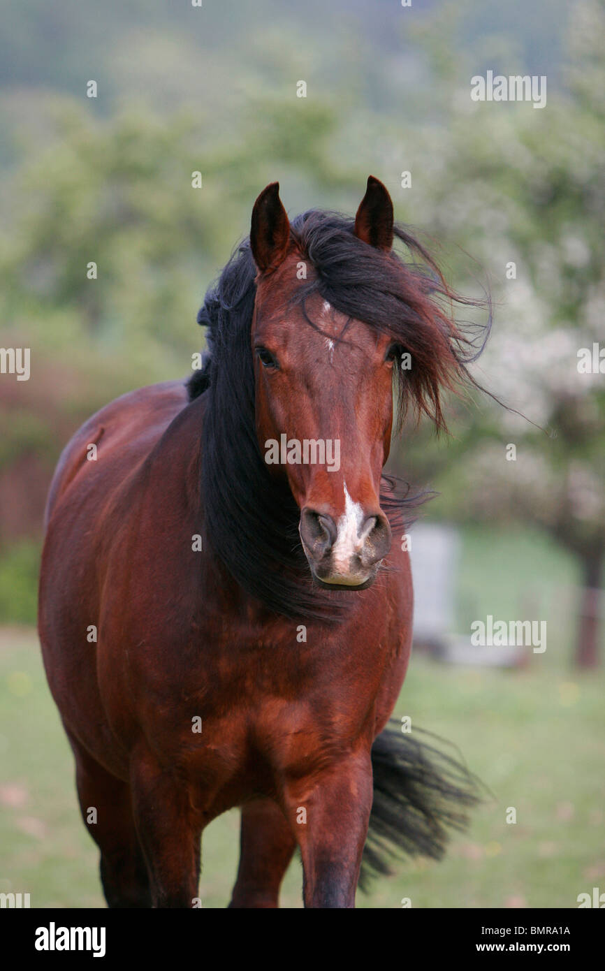 Pure blood lusitano hi-res stock photography and images - Alamy