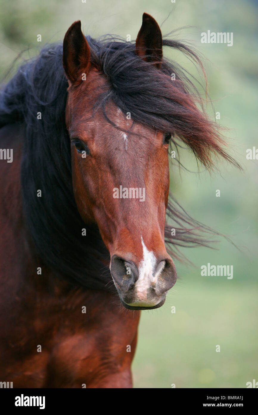 Pure blood lusitano hi-res stock photography and images - Alamy