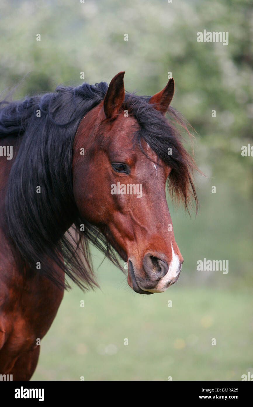 Lusitano horse hi-res stock photography and images - Alamy