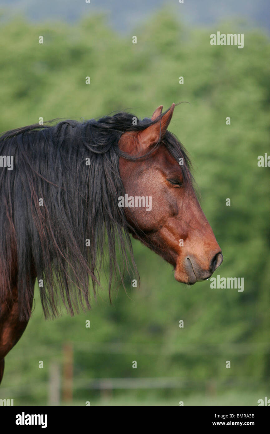 Pure blood lusitano hi-res stock photography and images - Alamy