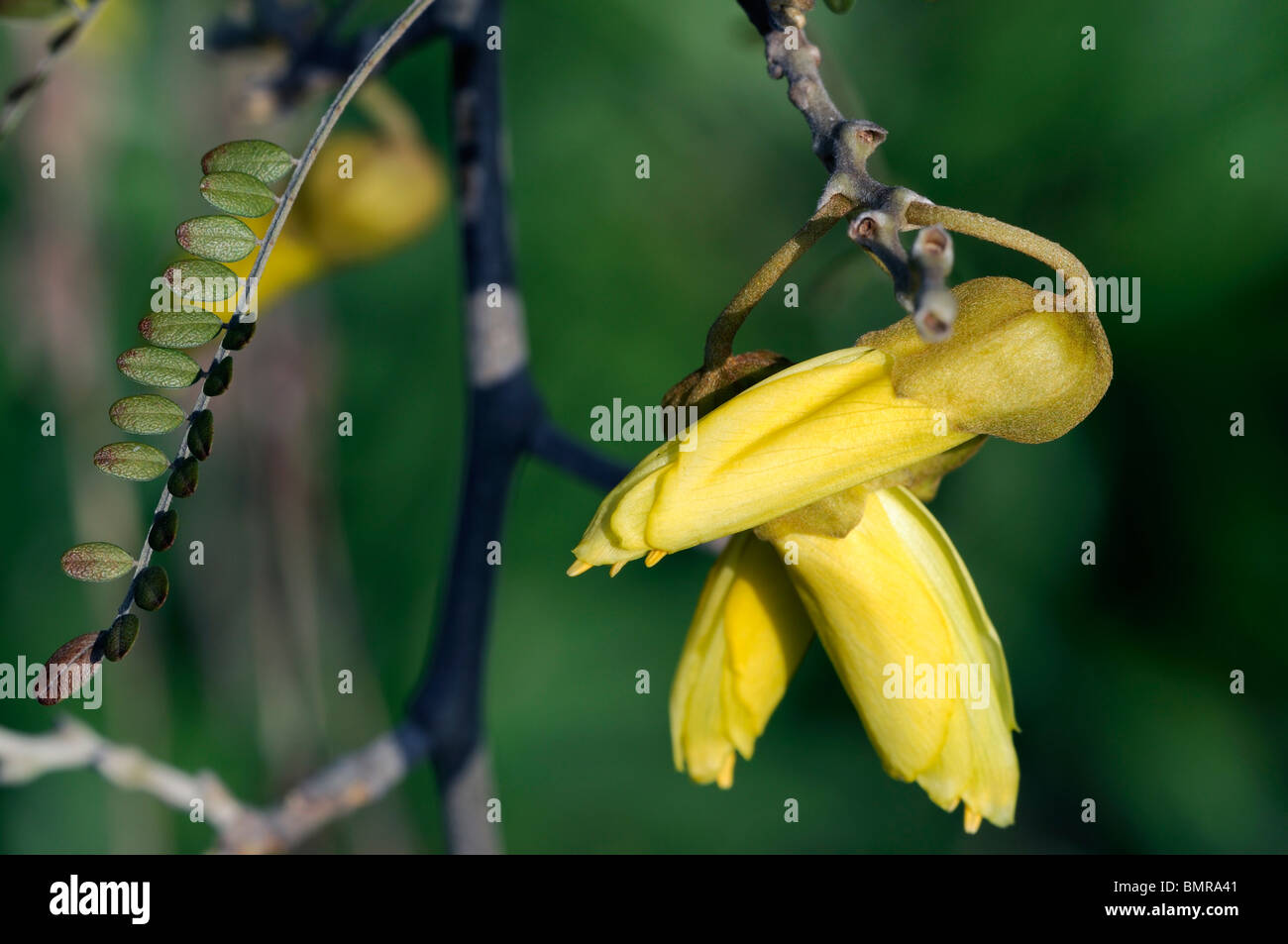 Sophora tetraptera large leaved kowhai taupo kowhai new zealand fast ...
