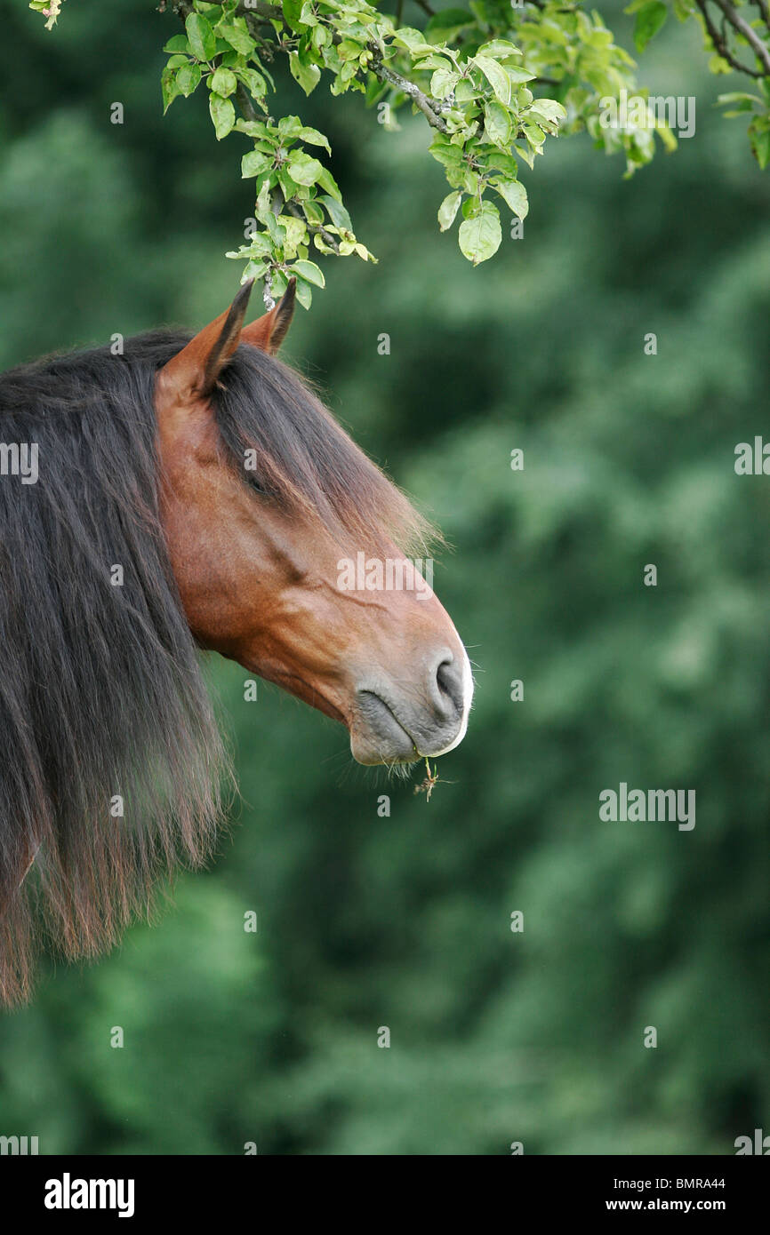 Iberische hi-res stock photography and images - Alamy