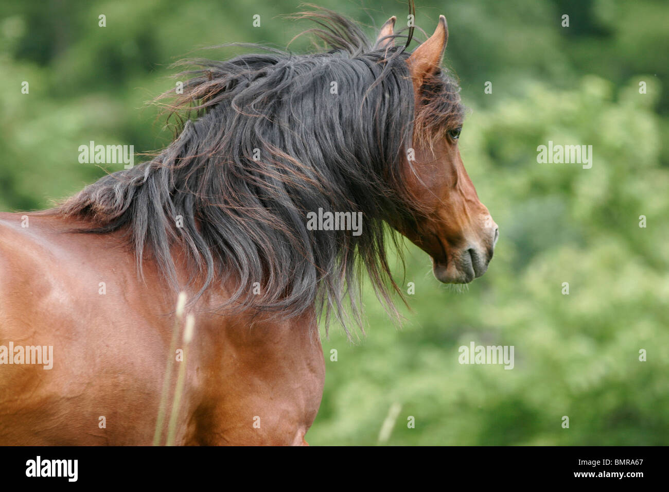 Pure blood lusitano hi-res stock photography and images - Alamy