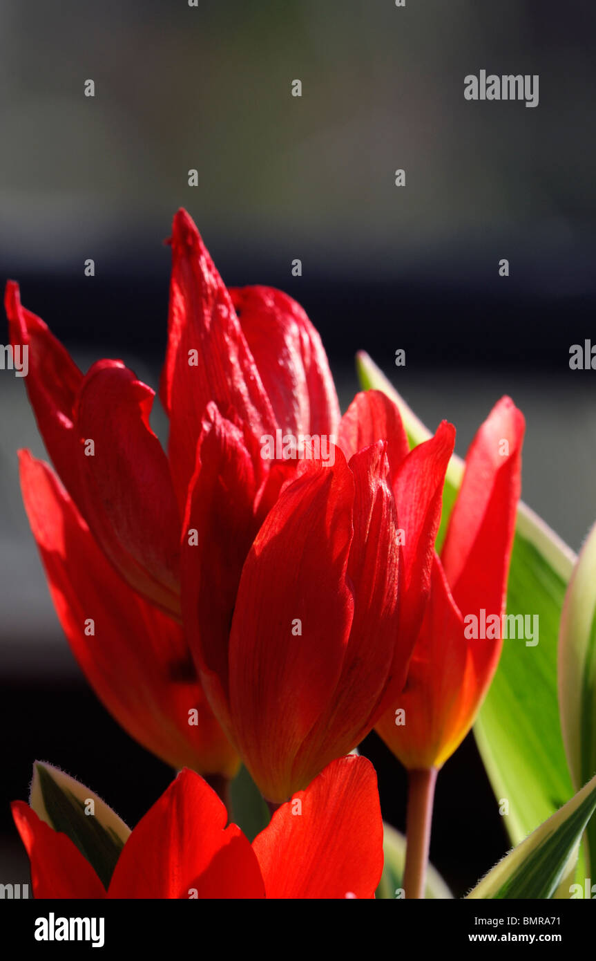 Tulip tulipa praestans hi-res stock photography and images - Alamy