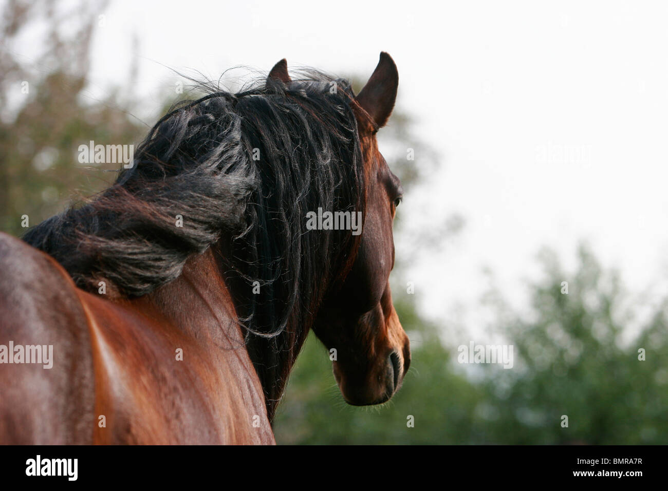 Pure blood lusitano hi-res stock photography and images - Alamy