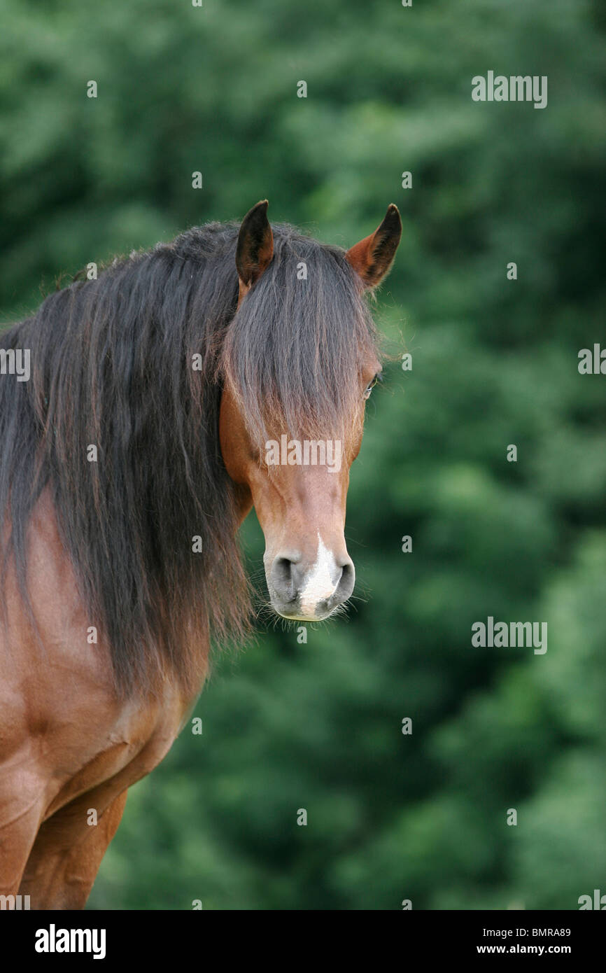 Pure blood lusitano hi-res stock photography and images - Alamy