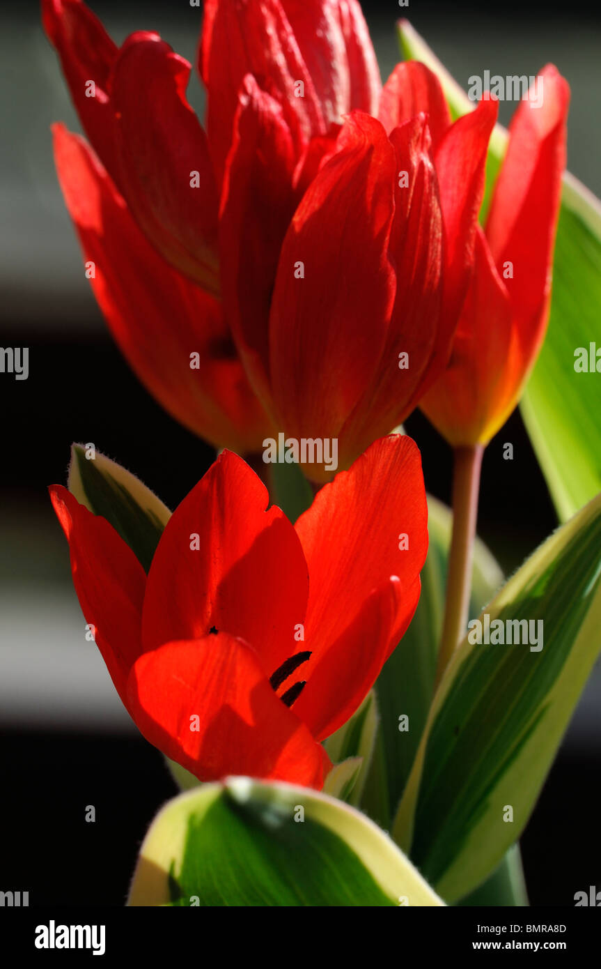 red tulip tulipa praestens unicum flower bloom blossom species variant ...