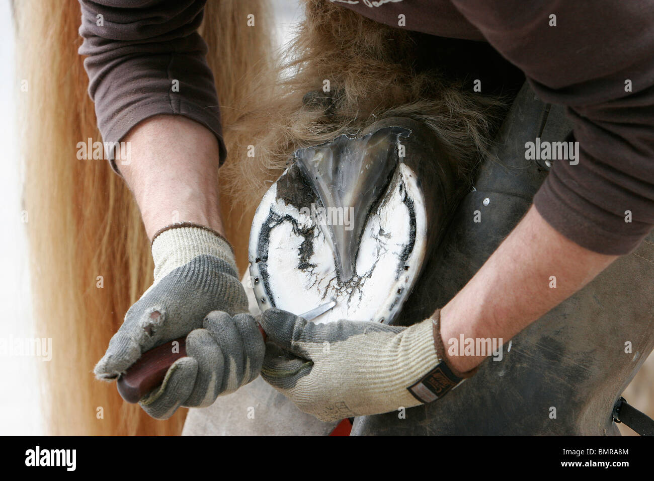 Farrier shod a horse hi-res stock photography and images - Alamy