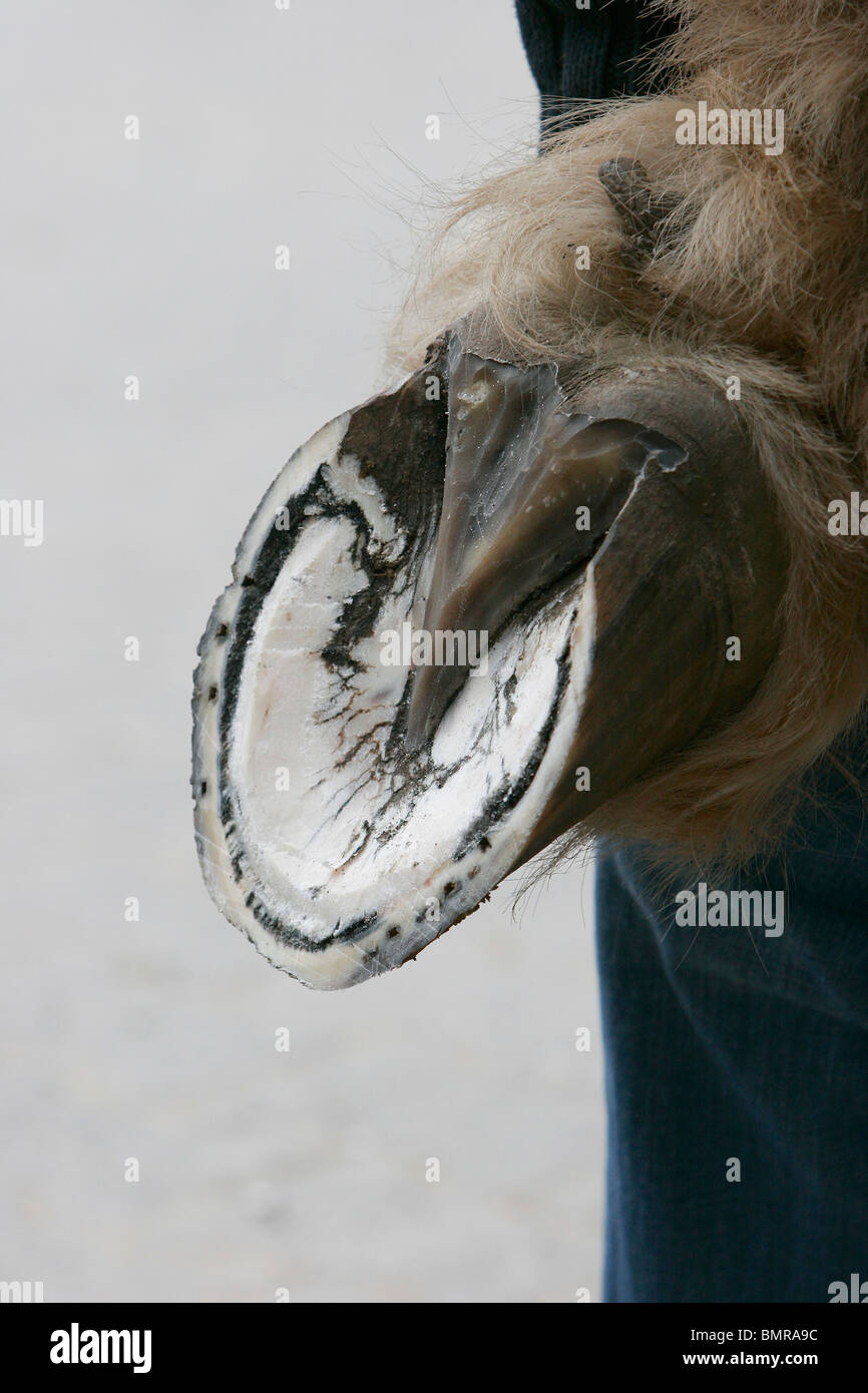 Heavy horse hoof hi-res stock photography and images - Alamy